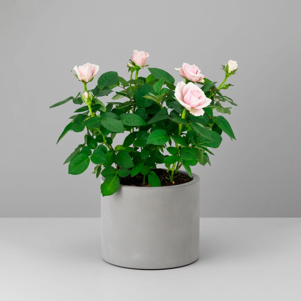 Rosal Mini ‘Sweetheart’ «Joya Perfumada» – Garden Center